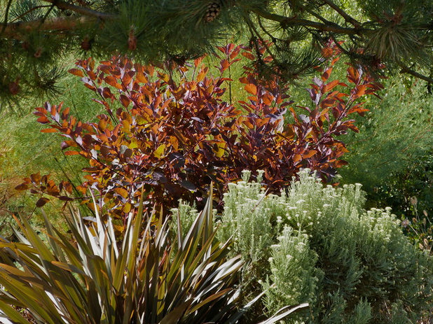 9 Ways to Use Bronze Foliage in Your Garden