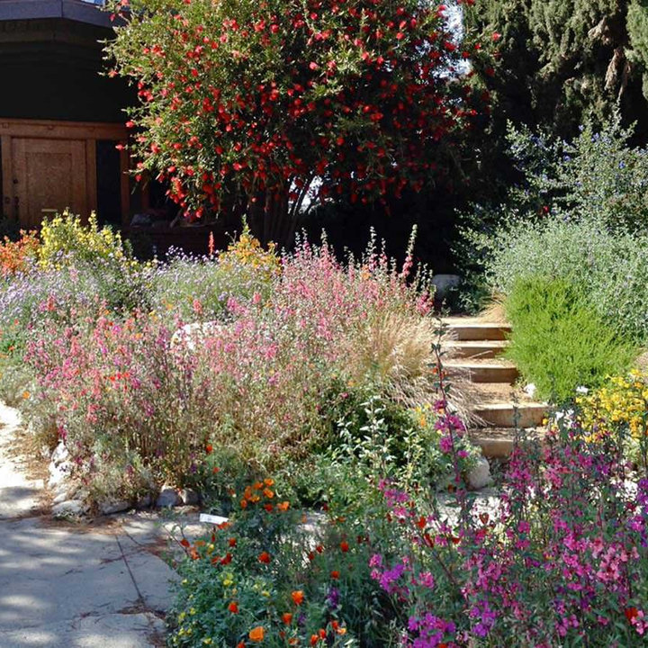 75 Beautiful Australian Native Garden Ideas & Designs - November 2022 ...
