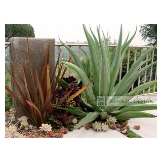 Agave and Succulent Garden - Modern - Landscape - Los Angeles - by ...