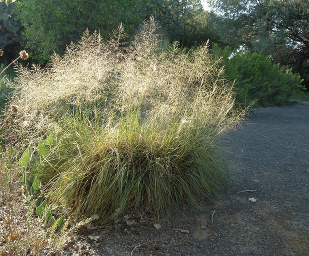 Try This Native Alternative to Mexican Feather Grass