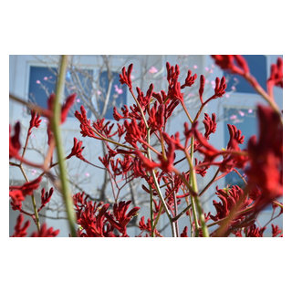 Anigozanthos 'Big Red' - Red Kangaroo Paw - Ecléctico - Jardín - Los ...