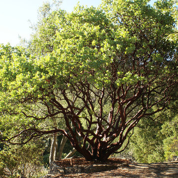 Manzanita Branches - Photos & Ideas | Houzz