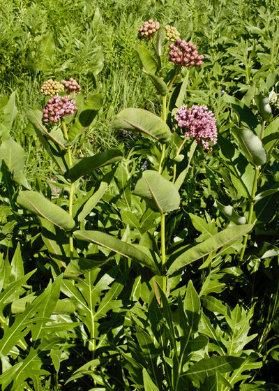 Great Design Plant: Asclepias Sullivantii