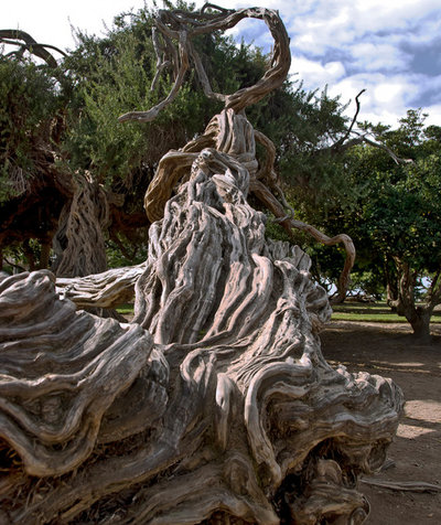 Great Design Tree: Australian Tea Tree