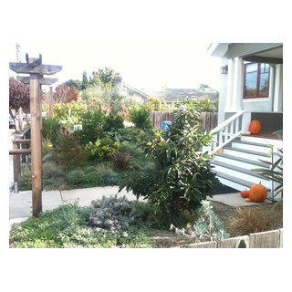 Avocado Tree Will Soon Shade the Front Porch - Contemporary - Garden ...