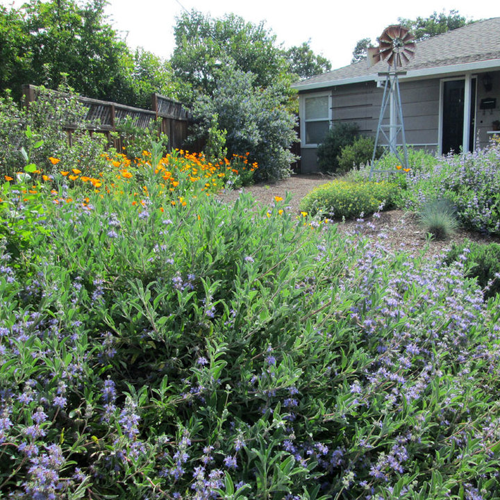 California Native Garden - Photos & Ideas | Houzz
