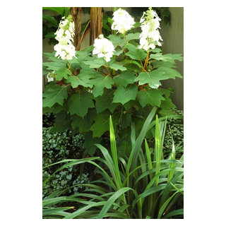 Bay Area Plants - Modern - Landscape - San Francisco - by Studio Green ...