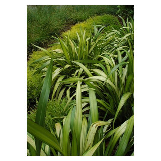 Bay Area Plants - Modern - Landscape - San Francisco - by Studio Green ...