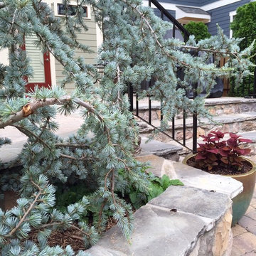 Blue Atlas Cedar Landscapes - Photos & Ideas | Houzz