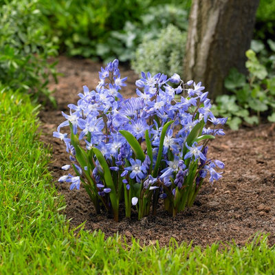 6 Splendid Blue-Flowering Bulbs