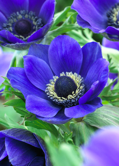 6 Splendid Blue-Flowering Bulbs