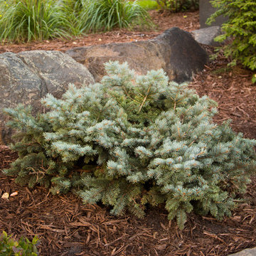 Dwarf Blue Globe Spruce - Photos & Ideas | Houzz