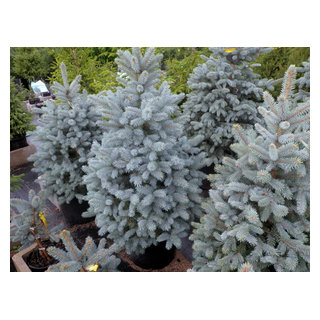 Blue Spruce 'Baby Blue Eyes' - Landscape - Atlanta - by McBrayer ...