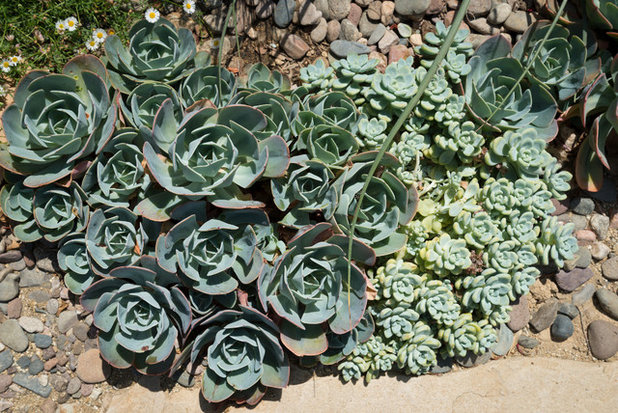 A Challenging Rocky Slope Becomes a Standout Backyard Feature