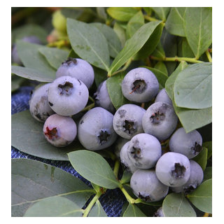 Blueberry - Traditional - Landscape - Los Angeles - by Monrovia | Houzz