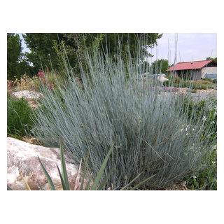 bluestem joint fir (Ephedra equisetina) - Contemporary - Landscape ...