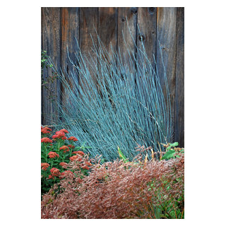 bluestem joint fir (Ephedra equisetina) - Contemporary - Landscape ...
