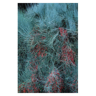 bluestem Joint fir (Ephedra equisetina) - Contemporary - Landscape ...