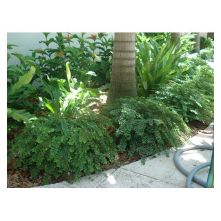 Boca Raton, FL Residential Landscape 1 - Tropical - Landscape - Miami ...