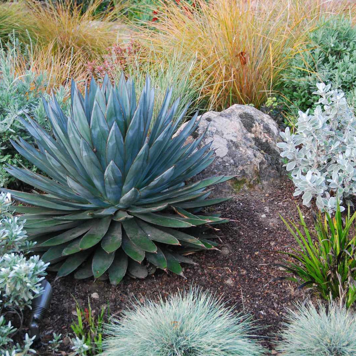 Agave Blue Glow - Photos & Ideas | Houzz