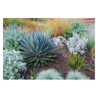 Boulders and a specimen Agave 'Blue Glow' anchor a berm planted with ...