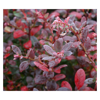 Bountiful Blue® Blueberry Vaccinium corymbosum 'FLX-2' P.P.# 19,381 ...