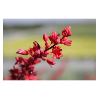 Brakelights® Red Yucca - Landscape - Los Angeles - by Monrovia | Houzz