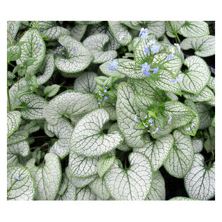 Brunnera Silver Heart - Landscape - Seattle - by Skagit Gardens | Houzz
