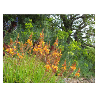 Bulbine frutescens 'Hallmark' - Mediterranean - Landscape - San ...