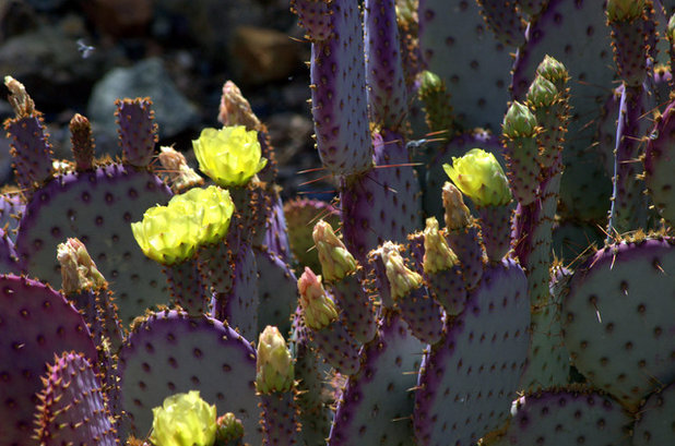 8 Cactuses Bring Spring Flowers to Dry Gardens