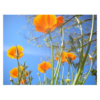 California Native Plants - Traditional - Landscape - San Francisco - by ...