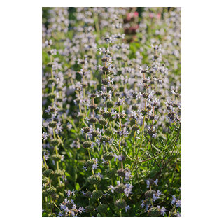 California Native Splendor - Landscape - San Francisco - by Susan ...