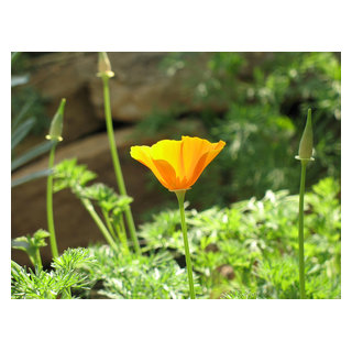 California poppy - Traditional - Landscape - New York - by Missouri ...