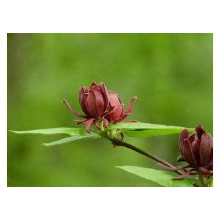 Carolina Allspice (Calycanthus floridus) - Farmhouse - Landscape ...