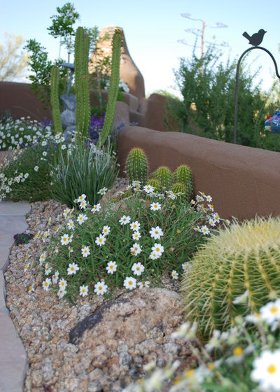 10 Native Ground Covers for Southwestern Landscapes