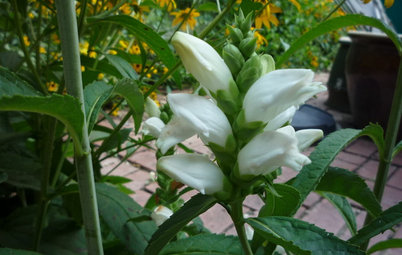 Great Design Plant: Dwarf Blue Indigo Offers Carefree Beauty