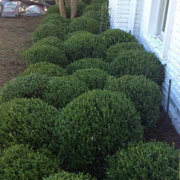 Cloud Pruned Hedge Boxwoods - Photos & Ideas | Houzz