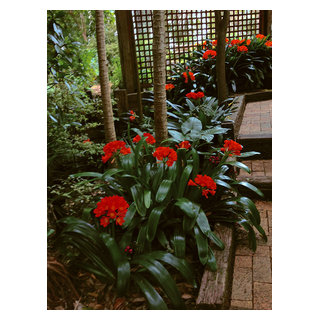 Clivia grandiflora - Asian - Landscape - Auckland - by LANZSCAPES | Houzz