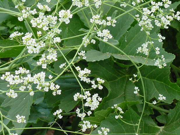 Great Design Plant: Towering Colewort Adds Playful Drama