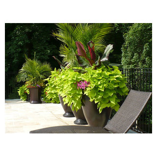 Container plantings at pool - Contemporary - Landscape - Baltimore - by ...