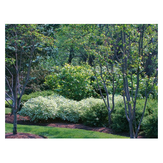 Damp area planting of variegated Dogwood shrubs - Landscape - New York ...