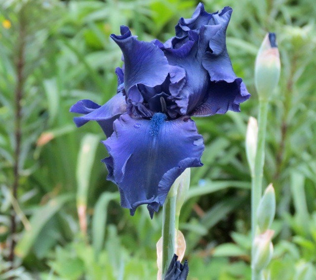 Bearded Irises Provide Spring Color From Fall Plantings