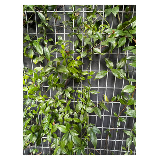 Detail 'stallion wire' vines - Contemporary - Landscape - Los Angeles ...