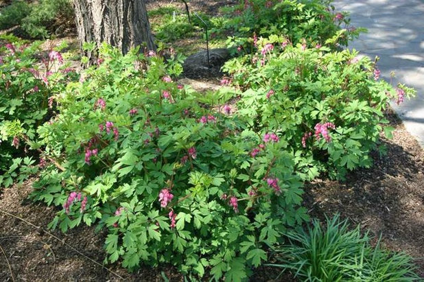 Great Design Plant: Dicentra Eximia Brightens Shady Gardens