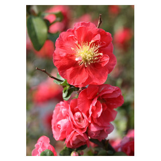 Double Take™ Pink Storm Flowering Quince - Landscape - Los Angeles - by ...