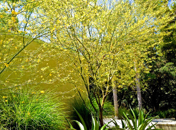 10 Spectacular Trees for Courtyards and Tight Spaces