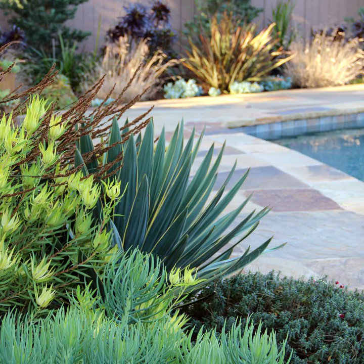 Dry Garden - Photos & Ideas | Houzz