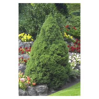 Dwarf Alberta Spruce - Traditional - Landscape - Los Angeles - by ...