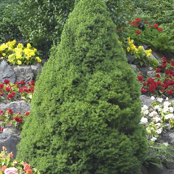 Dwarf Alberta Spruce Landscaping Ideas - Photos & Ideas | Houzz