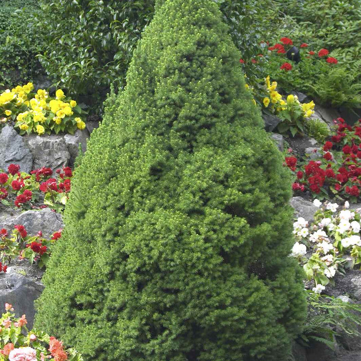 Dwarf Alberta Spruce Landscaping Ideas - Photos & Ideas | Houzz
